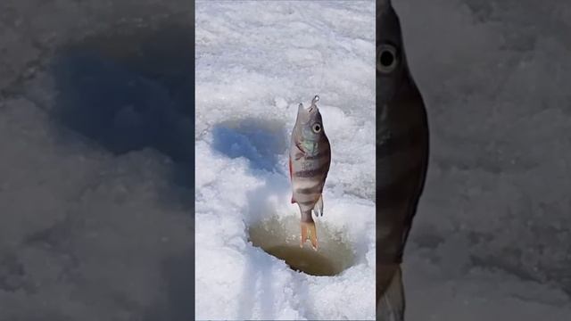 Рыбалка. Окунь, налим. Во-от такие!