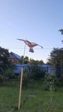 как отпугивать дроздов от участка