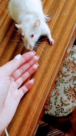 Этой бедняшке плохо😢. Помогите ей выжить! Один 👍 одна копейка 🪙