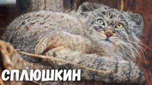 Манул Шу почистил шубку, уснул и уронил хвостик. Ленинградский зоопарк