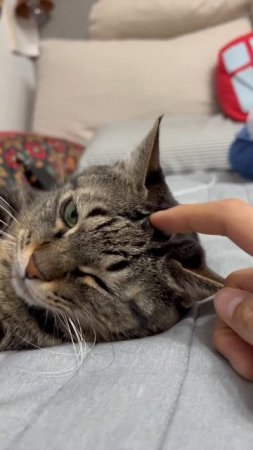 고양이 테라피 (Cat therapy) #shorts #냥생냥사