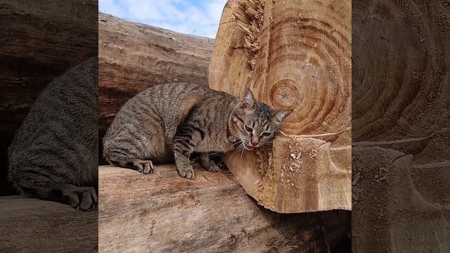 Пуча и Филя - богатырские коты