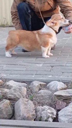 вельш корги пемброк