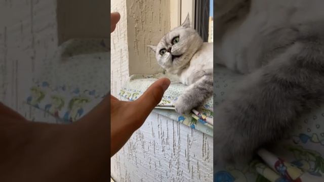 Это кто такой милый и красивый?