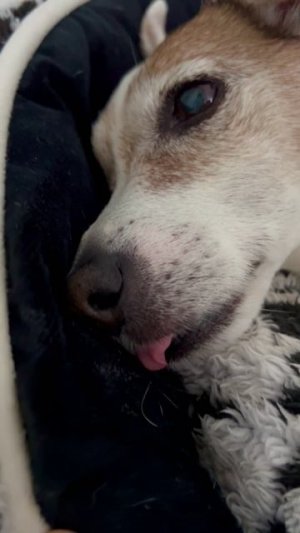 Зубиков нет у старичка. Язычок вываливается 🐶❤️