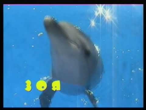 Страна Дельфиния.