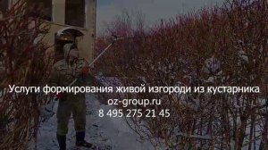 Услуги стижки живой изгороди из кустарника. Выезд агрономов по Москве и области. Звоните!