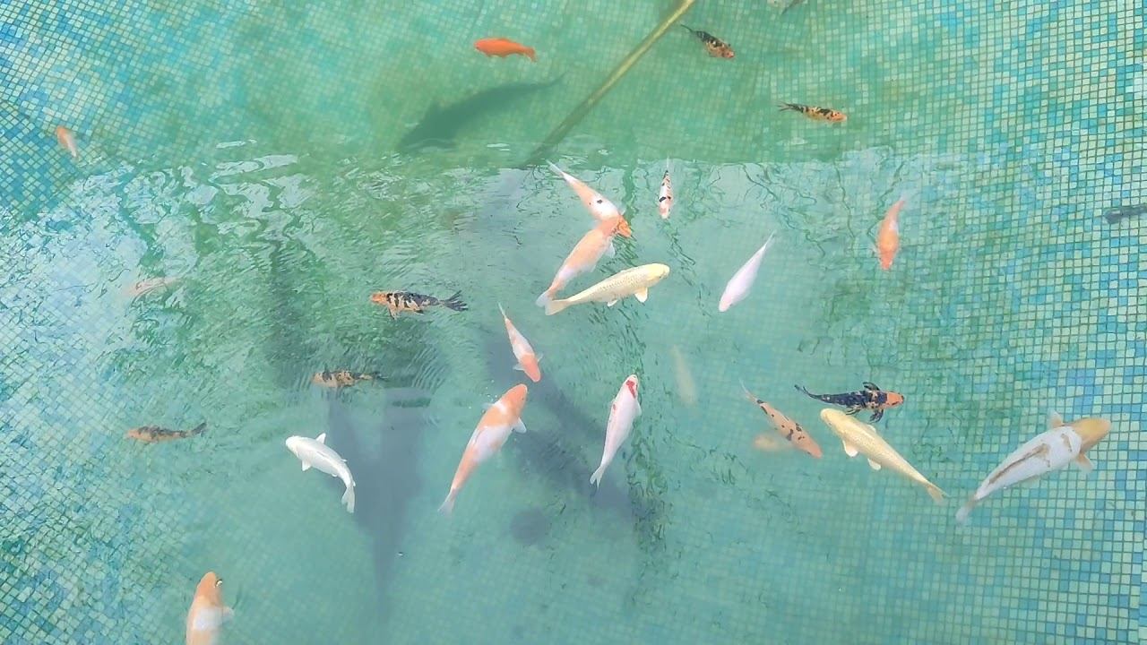 060122 Санаторий им  Глинки г  Евпатория  Бассейн с рыбками