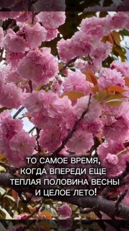 Цветущий Сочи😍