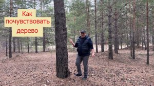 Как почувствовать дерево