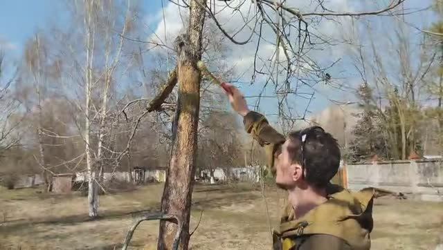 Уход за деревьями. Почему нужно чистить деревья от мха и лишайника.