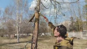 Почему нужно чистить деревья от мха и лишайника.