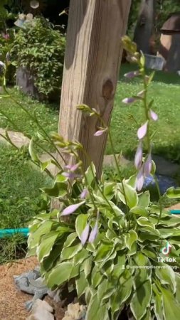 Hostas in bloom #hosta #bloom #flower #flowers #purple #plant  #greenery #pottedplant #blooming