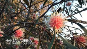 HAKEA LAURINA - AUSTRALIAN  FLOWERS - THE THINGS ON VIDEO