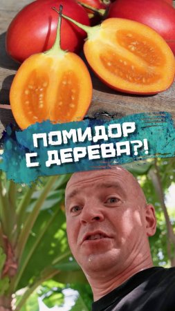 Помидор с дерева?!!!! Это фрукт или овощ?