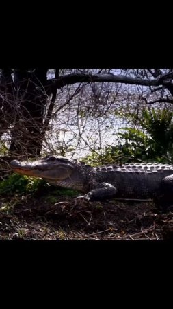 Alligators in the USA