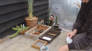 Mixed Cactus Seeds 🌵🌵🌵
