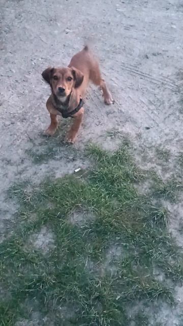 Собака🐶