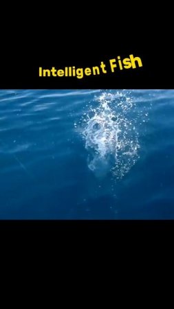 Puffer Fish Fact | #viral #shortsfeed #entertainment #shortsvideo