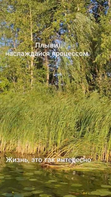 Волга. Лето.