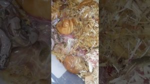 My first boa constrictor litter for 2018 | boa morphs | boas for sale