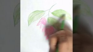 Medinilla magnifica #flowers  #art  #drawing  #simple  #colorpencil  #viral  #viralvideo