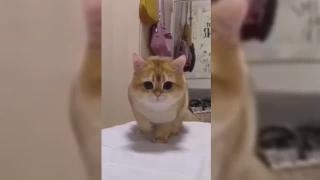 Как правильно назвать кота