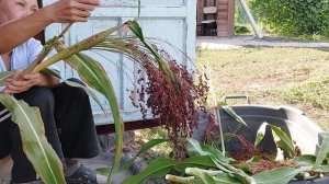 Ой, собираю урожай!!!🌾🌾🌾🌾🌾🌾🌾🌾🌾🌾🌾
