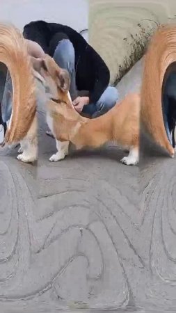 вельш корги пемброк