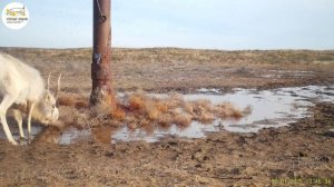Приоткрывая заповедные двери… Рецепт дня: Суп-солянка