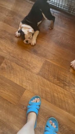 Щенки играют #puppy #bulldog #dog