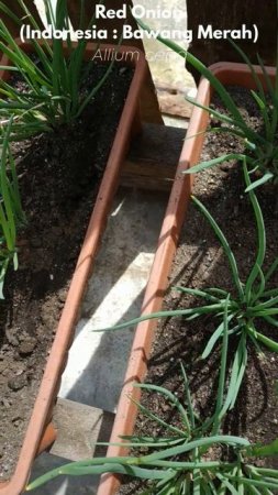 Growing red onion in a pots #agriculture #short #shorts #garden #homegarden