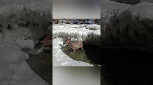 Спасение марала из ледяной ловушки