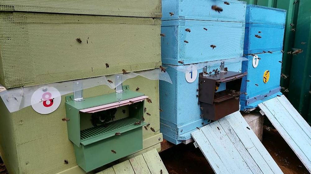 Пчелы несут пыльцу. Середина апреля.