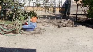 Попил отвар из листьев грецкого ореха ! И пошёл смотреть осень!