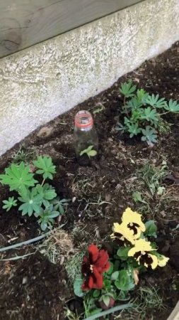 Sun flower seedlings say hello to simba