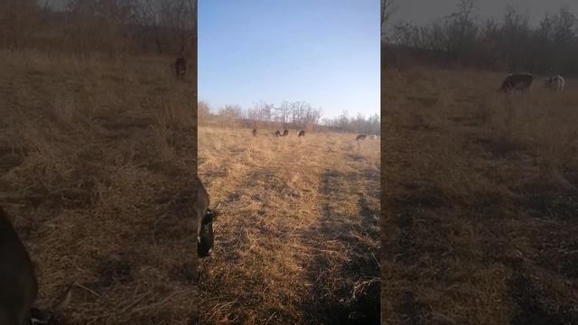 Коровки пасуться 🐮