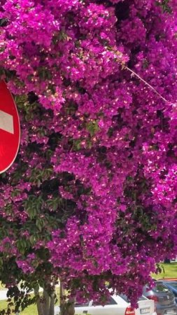 ЦВЕТЁТ КУСТ БУГЕНВИЛЛИЯ НА УЛИЦЕ bougainvillea blossom on street #shorts #flowers #bougainvillea