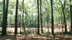 Кинопародия - 85 Соколовы встречают толпу зомби и Странника