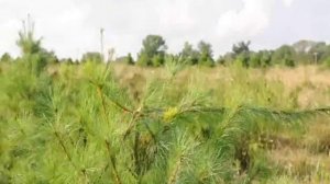 How fast do White Pine Trees Grow