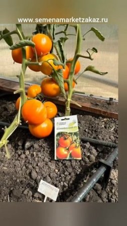 Томаты от Семена Маркет. #семена#семенамаркет#хештег