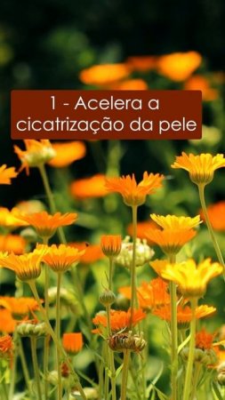 Benefícios da Calêndula #shorts