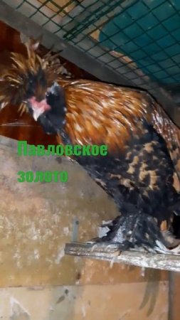 Павловские куры в Целине....
