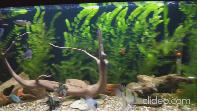 Мои аквариумы.