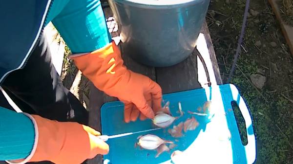 Посадка СЕМЕЙНОГО ЛУКА. Для чего я РАЗРЕЗАЮ лук-шалот перед посадкой.