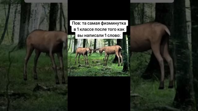 физминутка #youtube #youtubeshorts #мемы #mellstroy #beluga #funny #hacker
