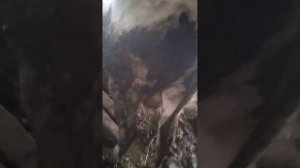 обзор бычков на откорме.