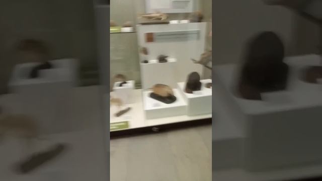 животные