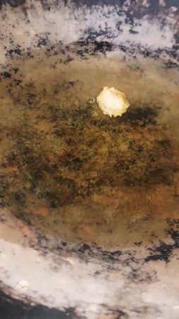 #trending #ytshorts #streetfood #newrecipe #homemade 😋soya bean ke pakode 😋😋😋