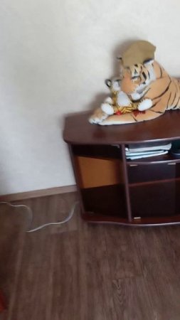 Тигр ветеран 😂🤙🏻🤙🏻🤙🏻🤙🏻🤙🏻